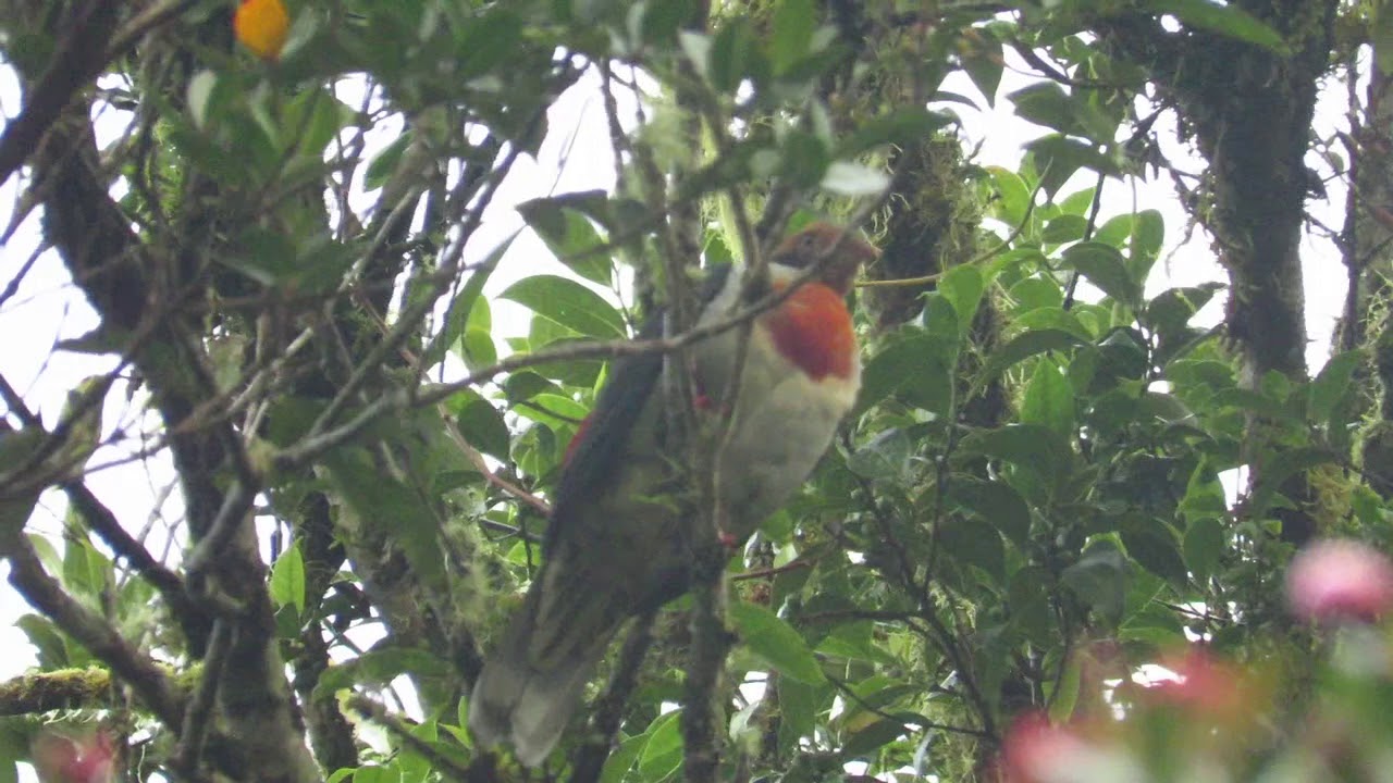 Flame-breasted Fruit Dove - YouTube