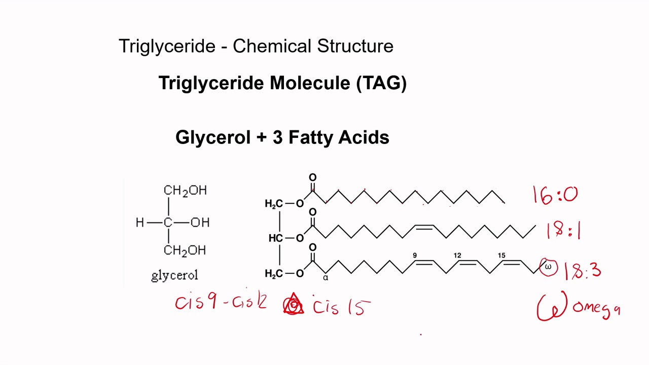 Let's Learn Food Science - Lipids in foods - Structure - YouTube