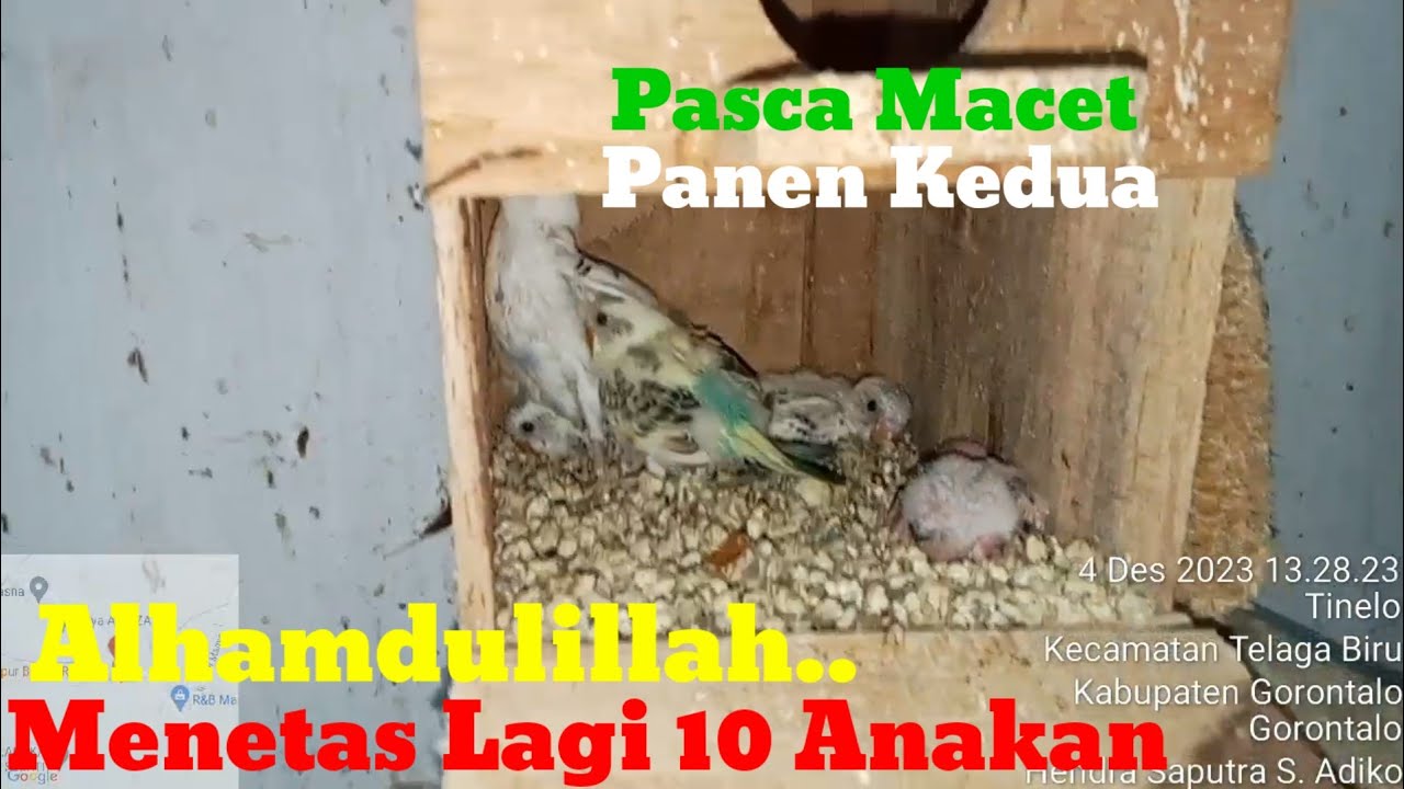 Madodo BF; Burung Parkit; Ternak sistem Koloni anakan Banyak dapat 10 ...