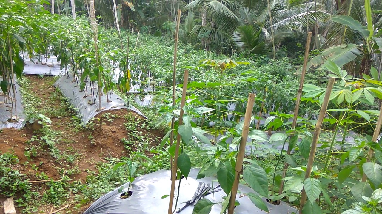 Kebun cabai - YouTube