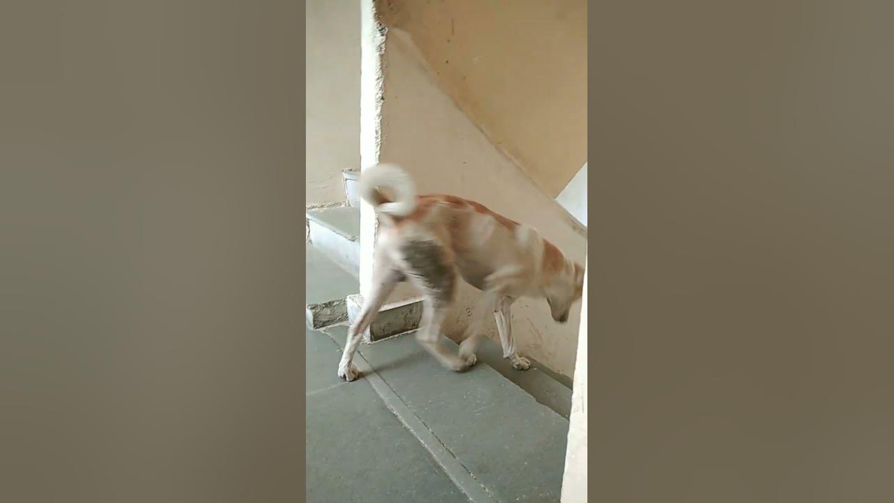 #doggydon #pet - YouTube