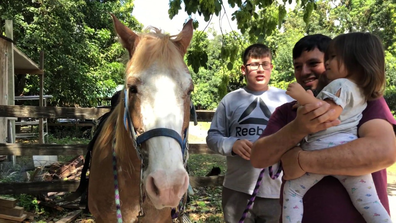 HAPPI FARM 🐴🐐🐓 - YouTube