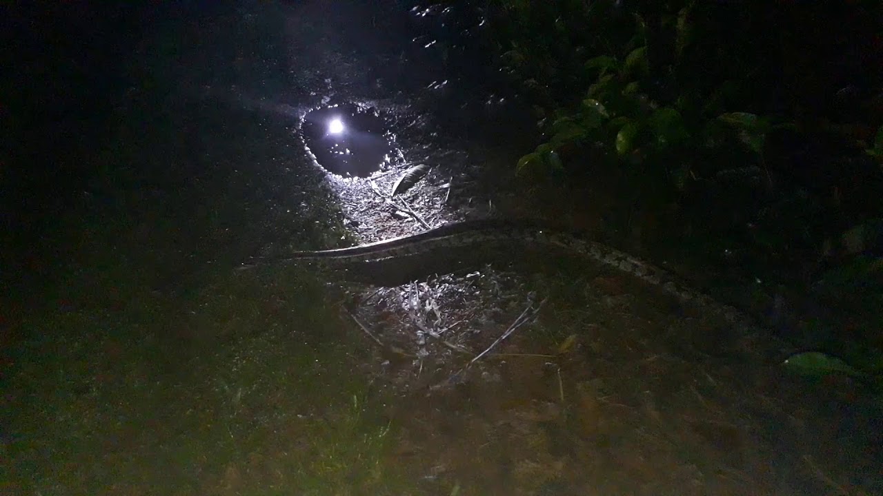 Python In Sri Lanka Youtube 5269