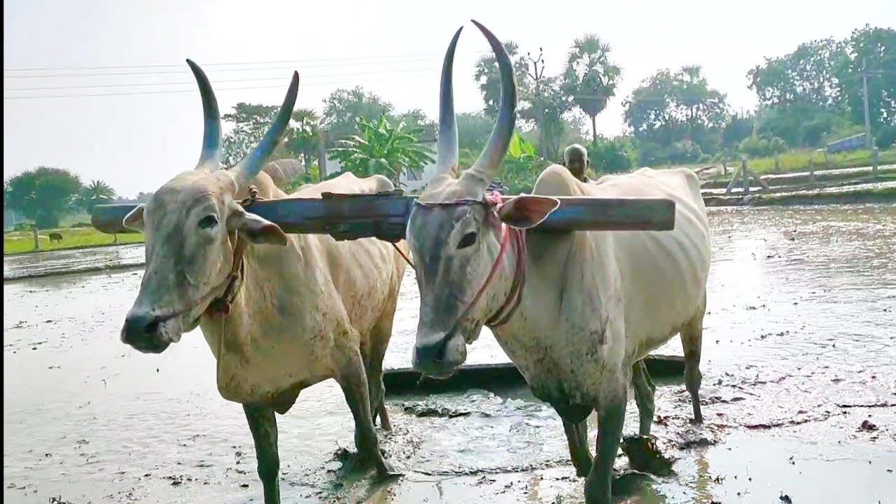 Bull Plough with Bull cart/bull Plough in field - YouTube