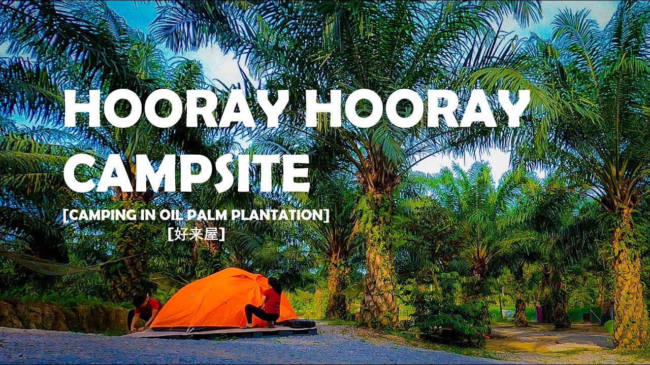 【Wild Wow #59.0】Camping in Oil Palm Plantation | Hooray Hooray Campsite ...
