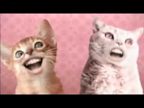 numa numa numa cats - YouTube