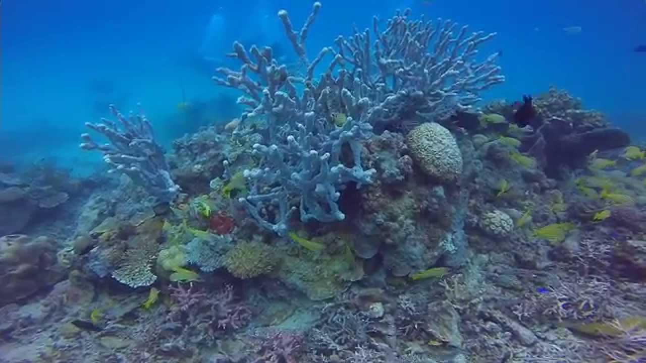 Plongée à Modessa Island - Palawan - Philippines - YouTube