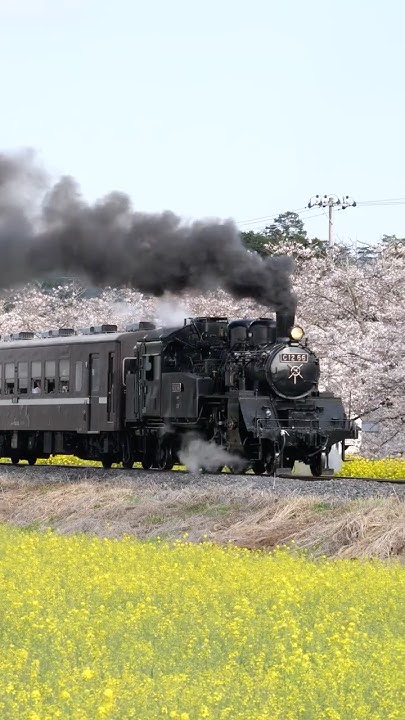 4Kshorts「SLもおか」🌸2025北真岡桜菜の花街道満開！ [Moka railway] Steam locomotive class C12 'SL Moka' in spring ...