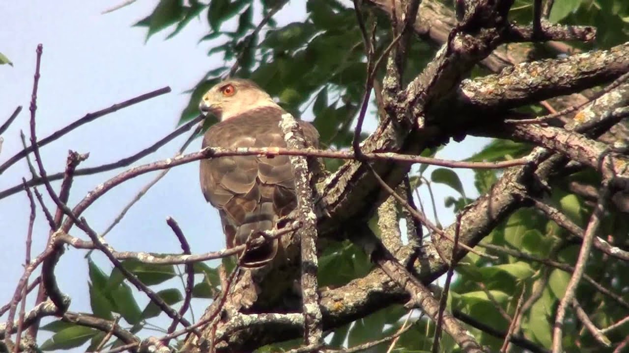 Predators: The Watchful Cooper's Hawk - YouTube