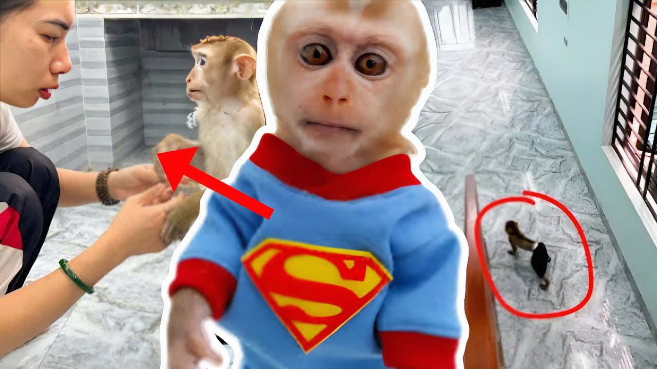 YouTube's Monkey Channel Drama is INSANE. - YouTube