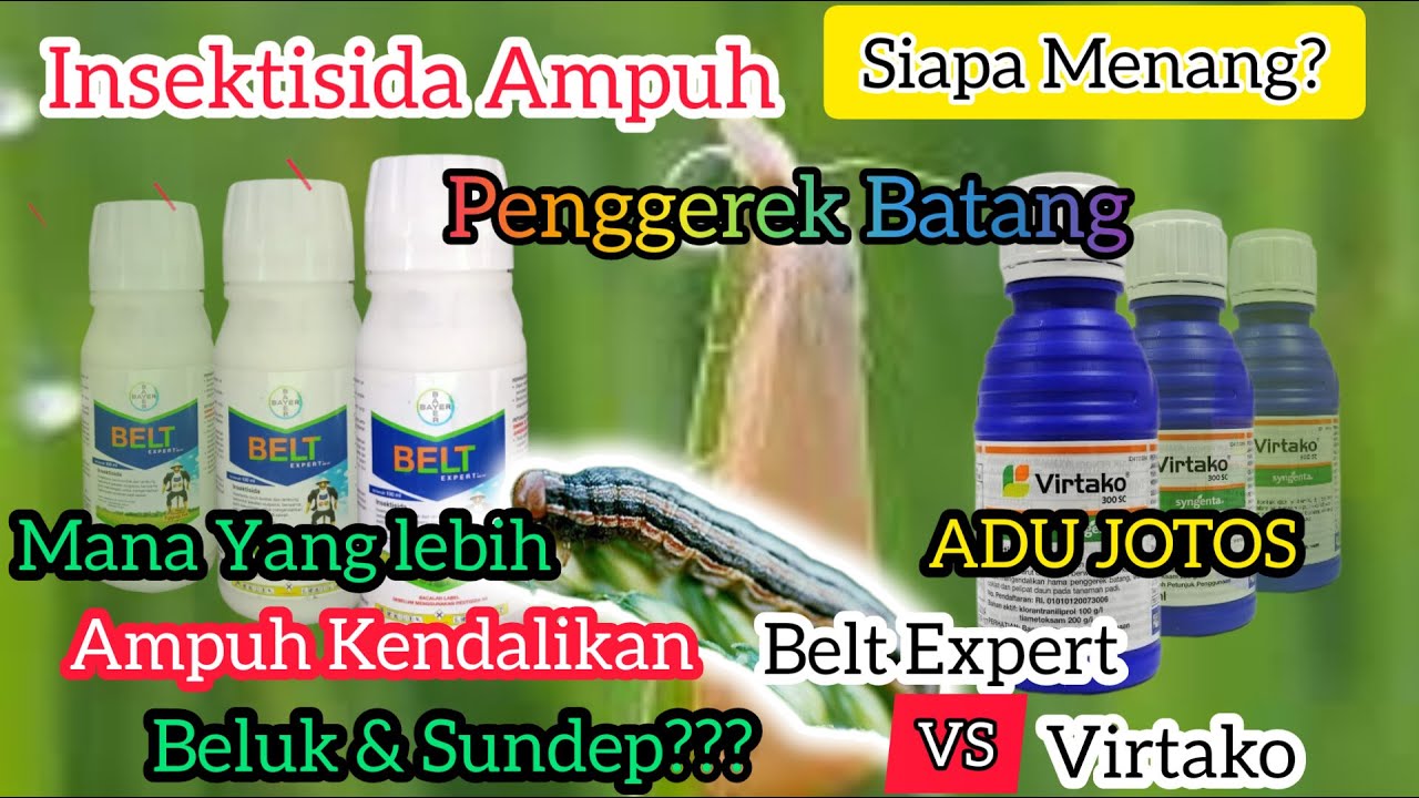 Adu Unggul! Insektisida Belt Expert Vs Virtako, Siapa Menang ...