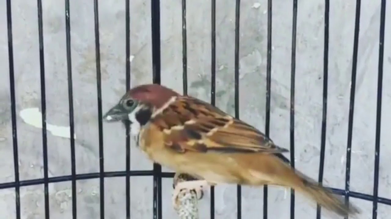 Pardal manso cantor, qual a nota? Singing sparrow - YouTube