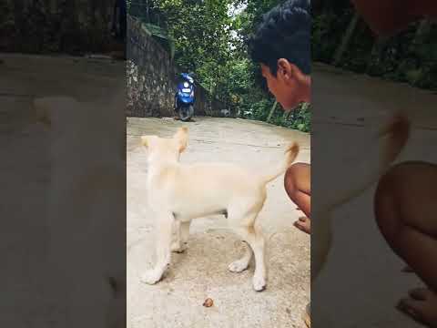 🐶Dog crush🦴,#style #follow #like #fashion #instagood #photooftheday #picoftheday #smile #every time