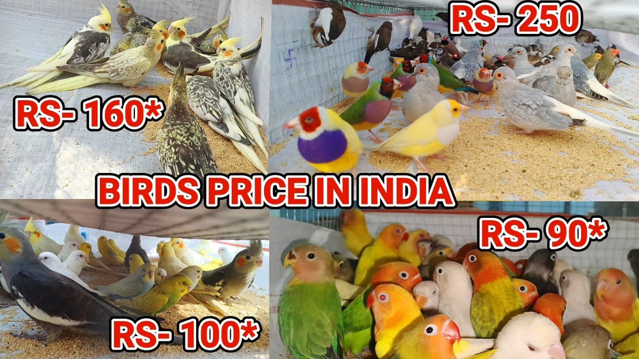 birds price update in india // love birds price // cocktails birds ...