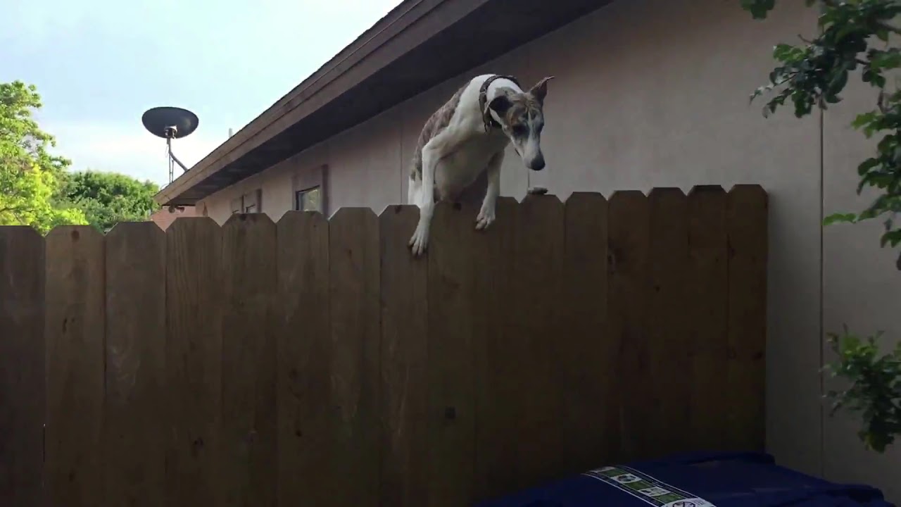 Whippet jumping 6' fence - YouTube