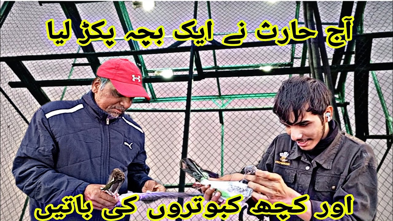 aj Haris na ek kabutar pakra ️ or kuch kabutro kee batha ️ ️ - YouTube