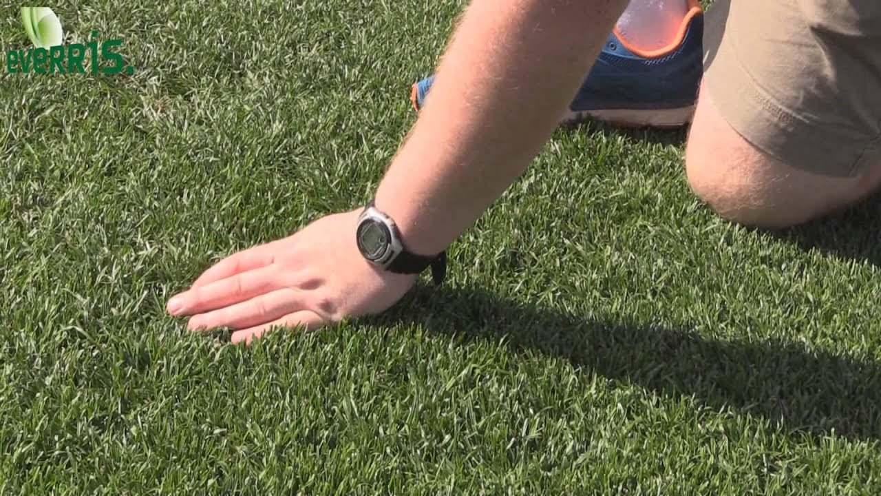 Ryan Golding Head Groundsman at Leeds Rhinos Praises Everris - YouTube