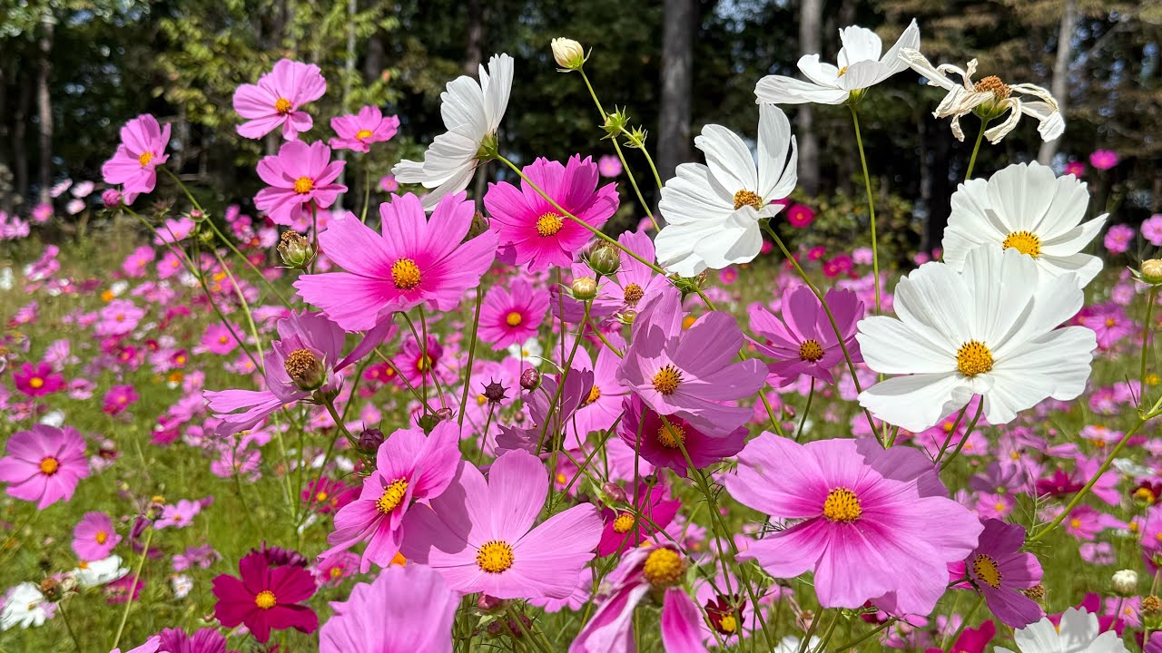 Wildflower fields and butterflies-a beautiful walk at Gibbs Gardens ...