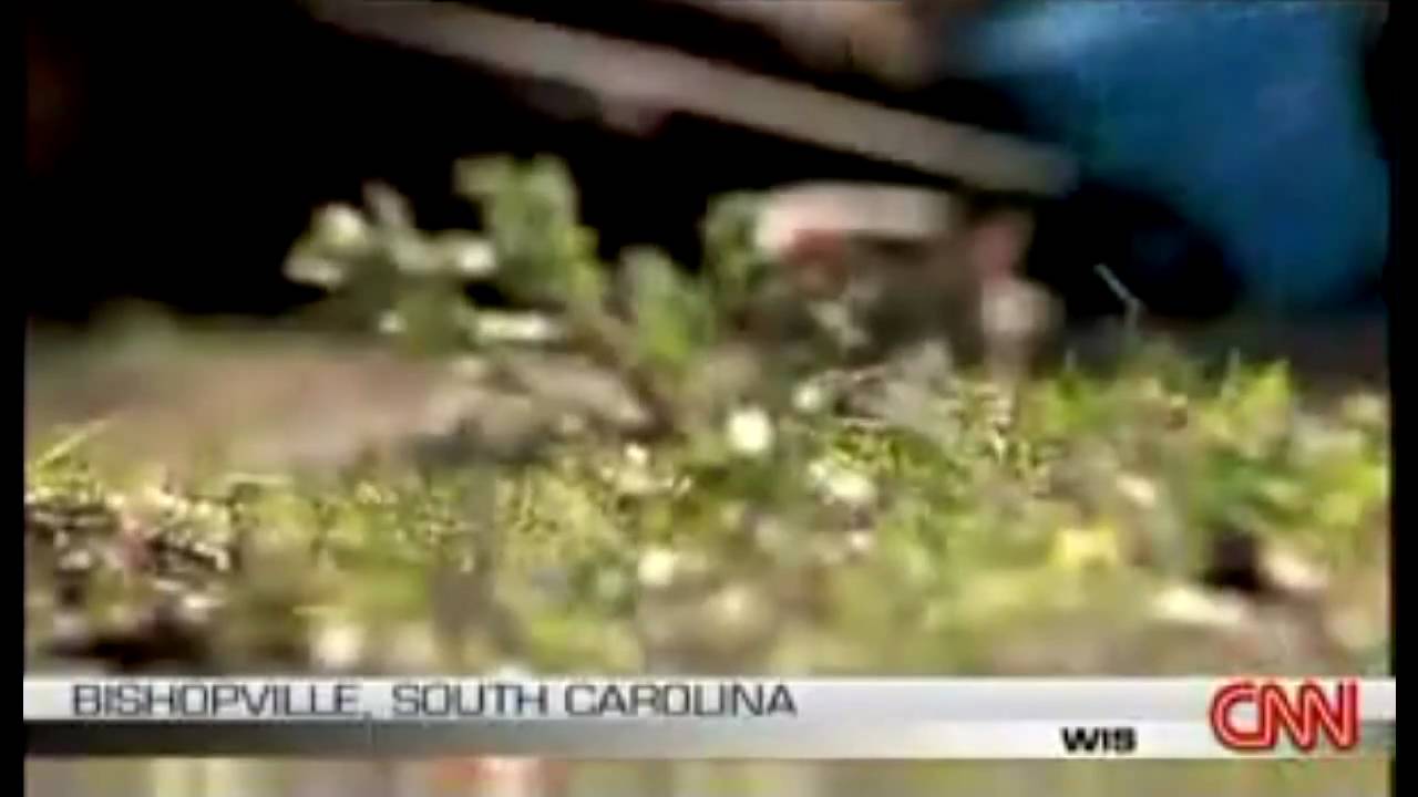 Lizard Man On The Loose South Carolina - YouTube