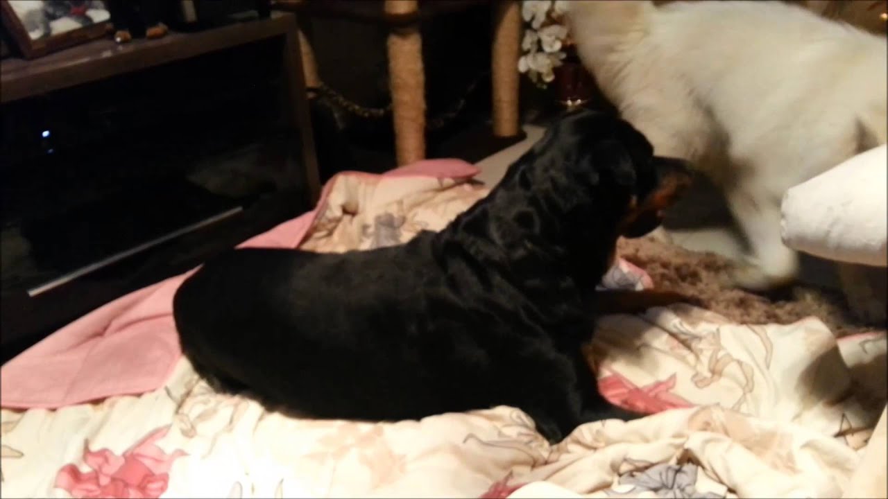 Rottweiler vs Husky Wooly - YouTube