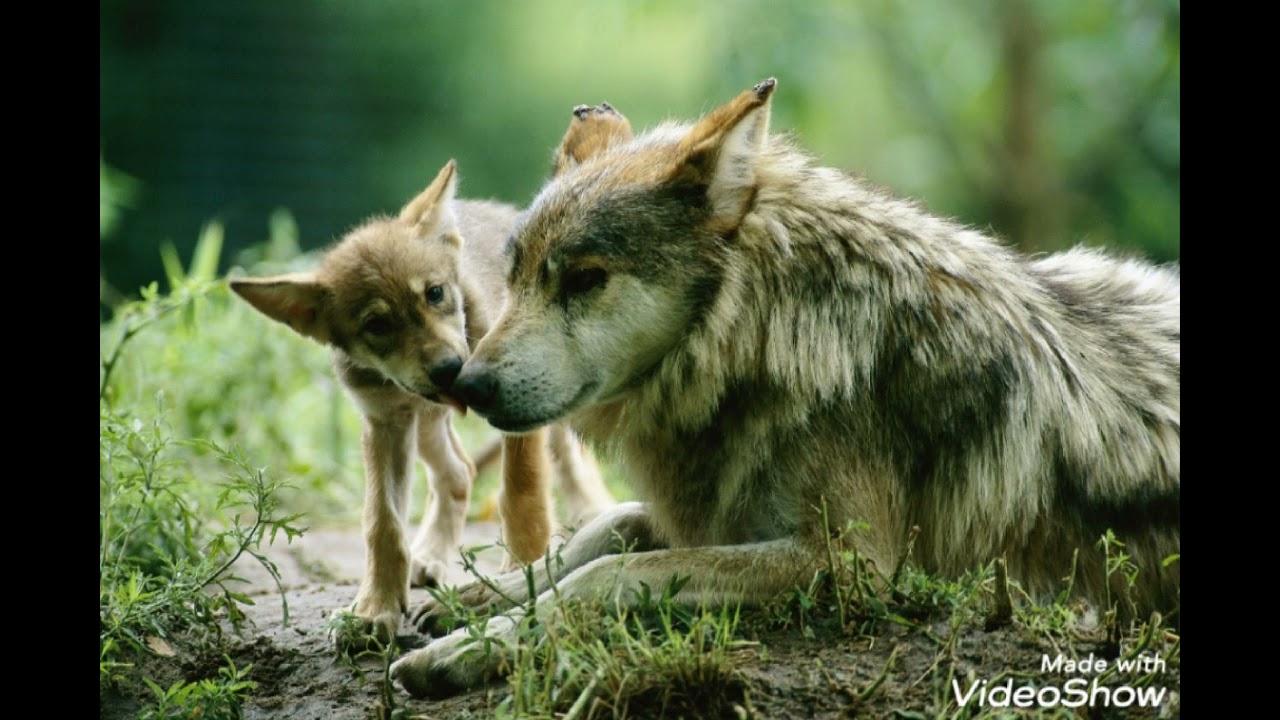 Wolf Therian Meditation (With forest and relaxing music)🐾 - YouTube