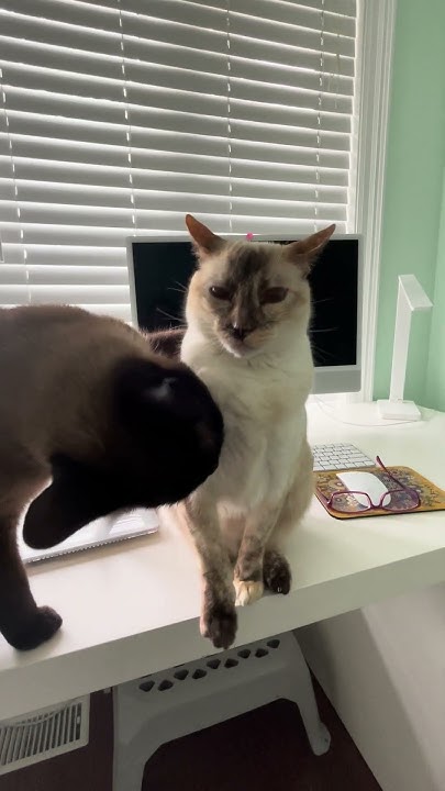 My Siamese Cat reacts so Strange to this sound #cat #catvideos #funny - YouTube