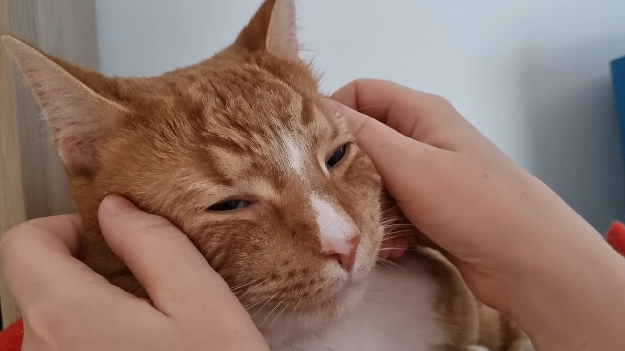 Purrfectly Relaxing: Cat Face Massage - YouTube