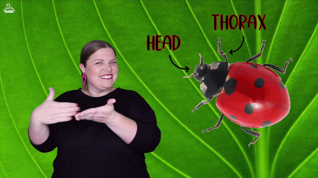 All About Ladybugs: ASL Informational Videotext - YouTube