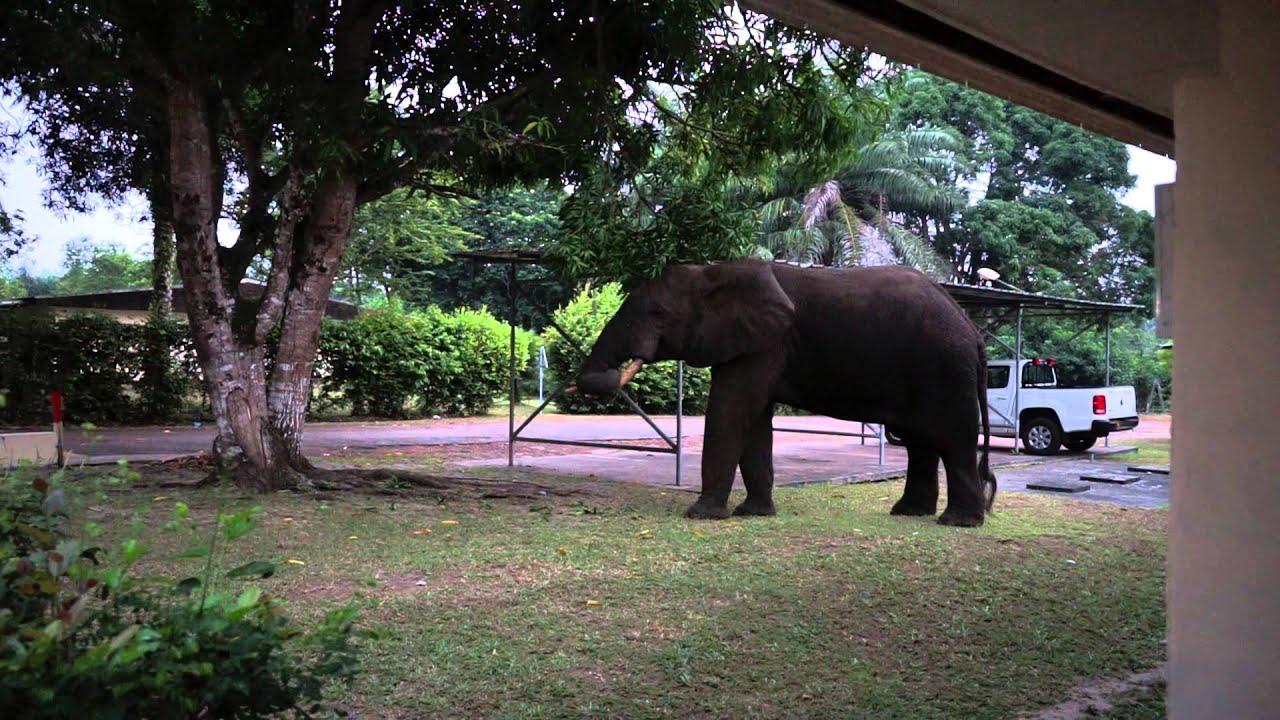 Yenzi Elephant playfull charge - YouTube
