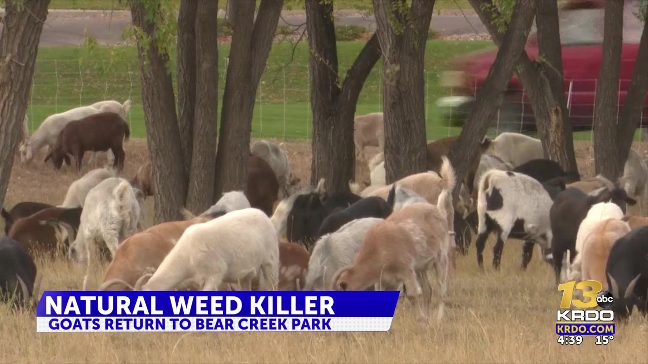 Weed-eating goats return to Bear Creek Regional Park in Colorado ...