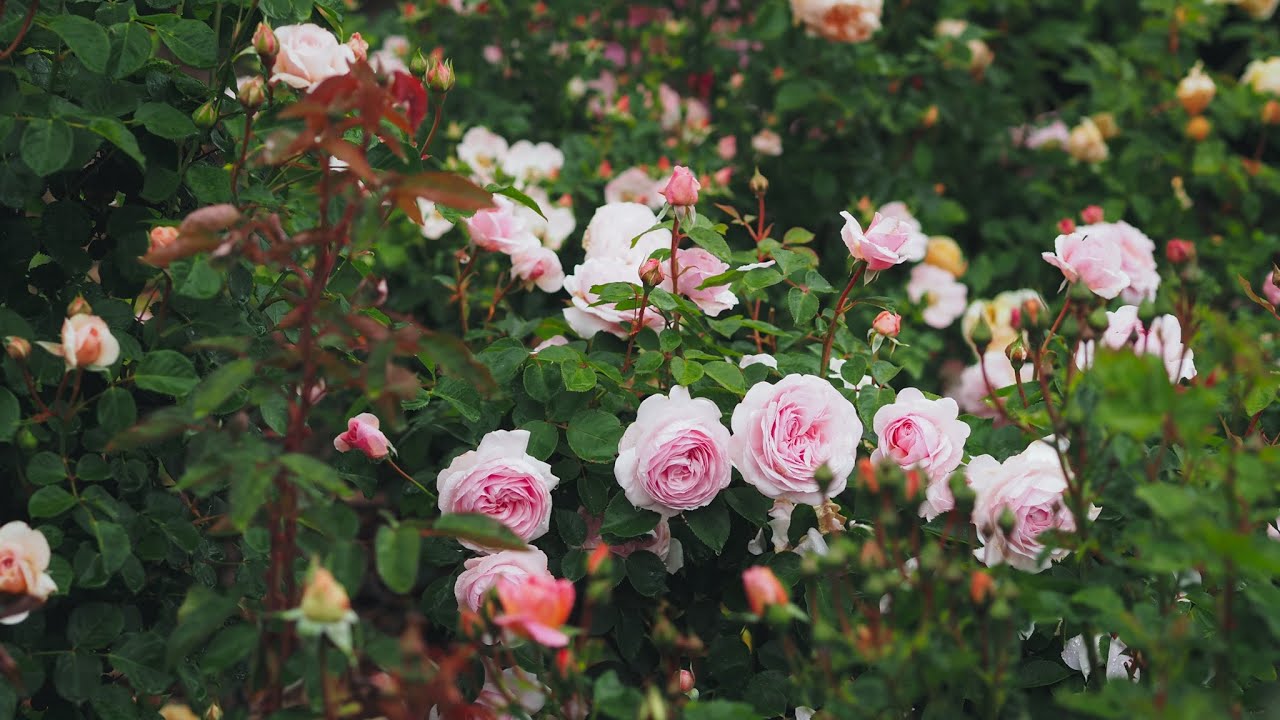 David Austin roses begin to bloom! - my garden update 6 May 2024 (part ...