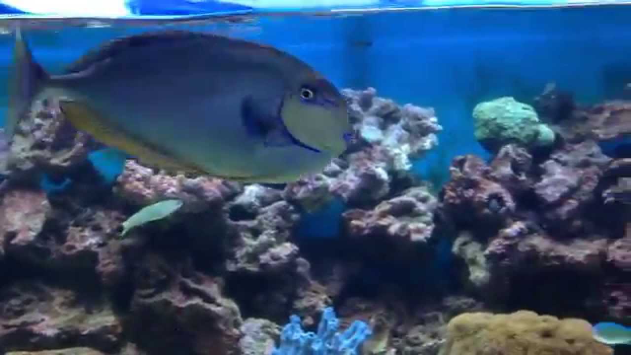 Naso Lopezi 1 year later - YouTube