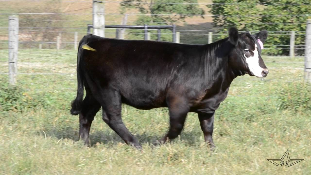MB Show Cattle BROKER - YouTube