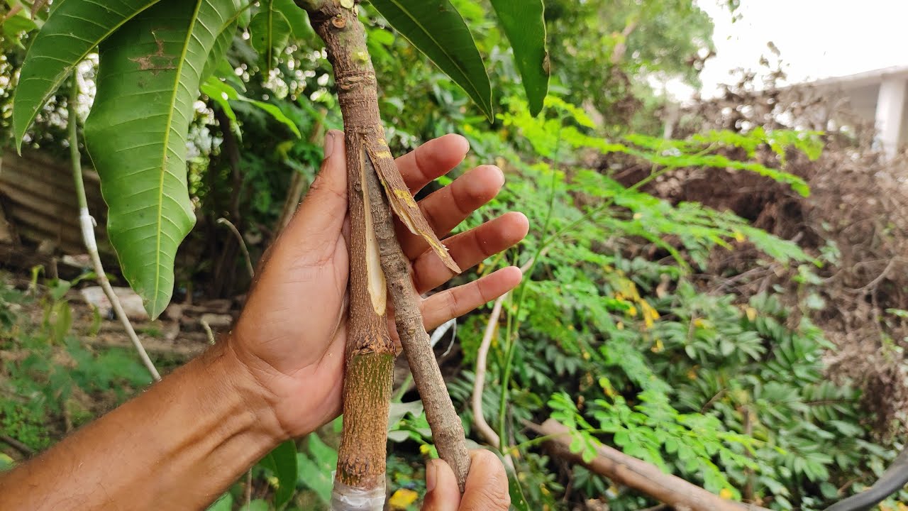 mango tree Approach Grafting /आम पेड़ भेट कलम - YouTube