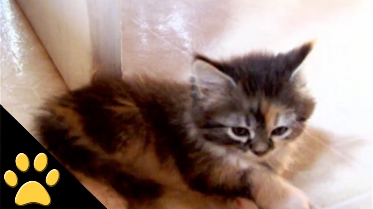 Clumsy Animals: Compilation - YouTube