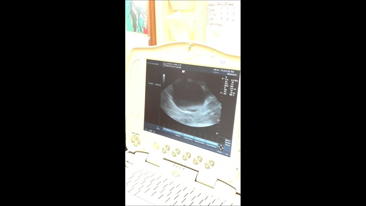 Cat bladder ultrasound with sediment- "snow globe" - YouTube