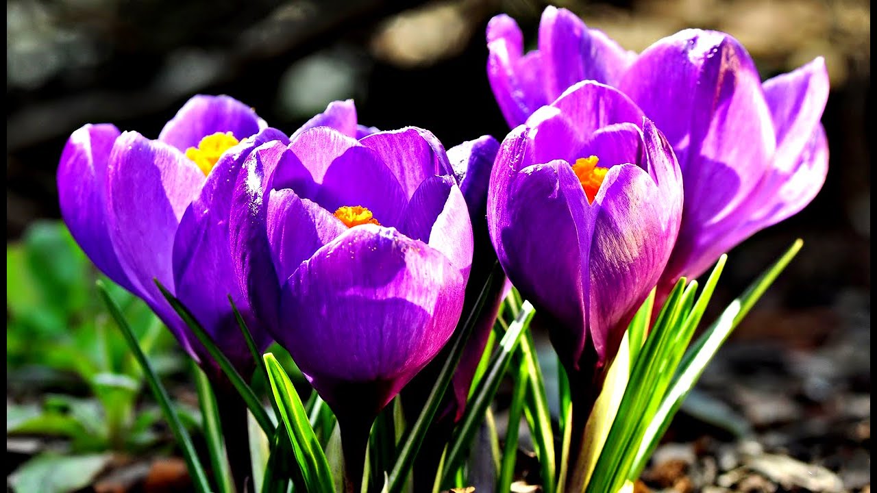 Time-Lapse: Watch Flowers Bloom Before Your Eyes | Time Lapse of Crocus ...