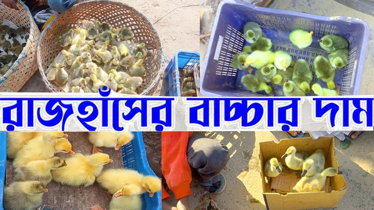 Baby swan price, swan , farm animals,poultry farming,রাজহাঁসের দাম ...