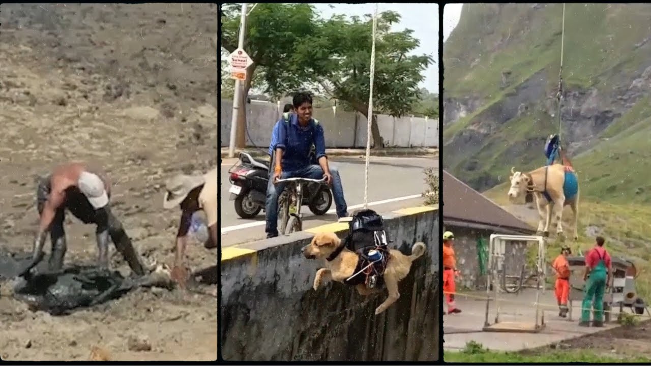 Animals That Asked People for Help & Kindness | Love Animals P11 - YouTube