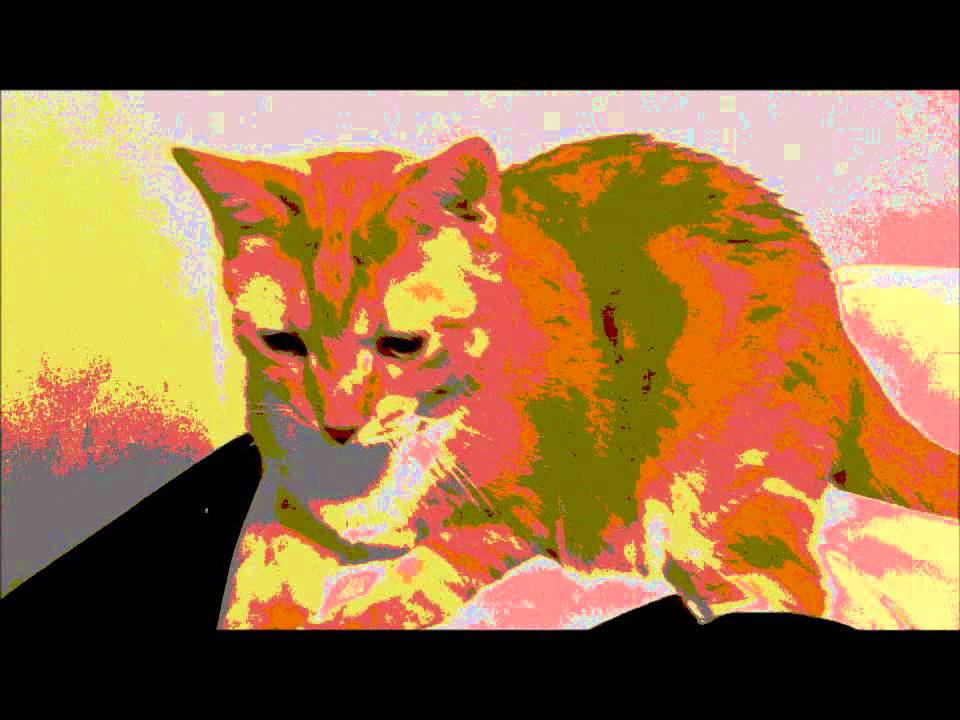 Talking cat commercial - YouTube