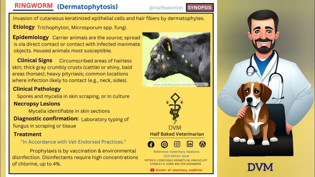 Ringworm in animals | Short summary of dermatophytosis | Doctor of ...