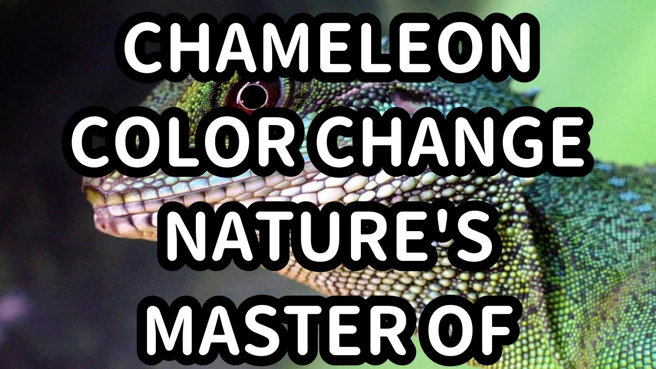 How Chameleons Change Color #popularscience - YouTube