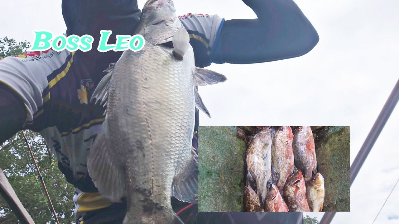 Catching lots of big fish is a lucky day / boss leo - YouTube