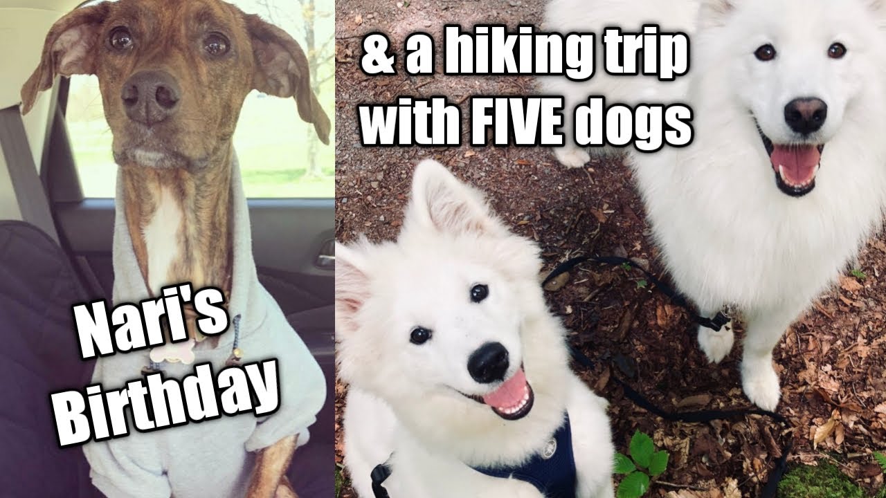 Nari's Birthday | Hiking with 5 dogs - YouTube