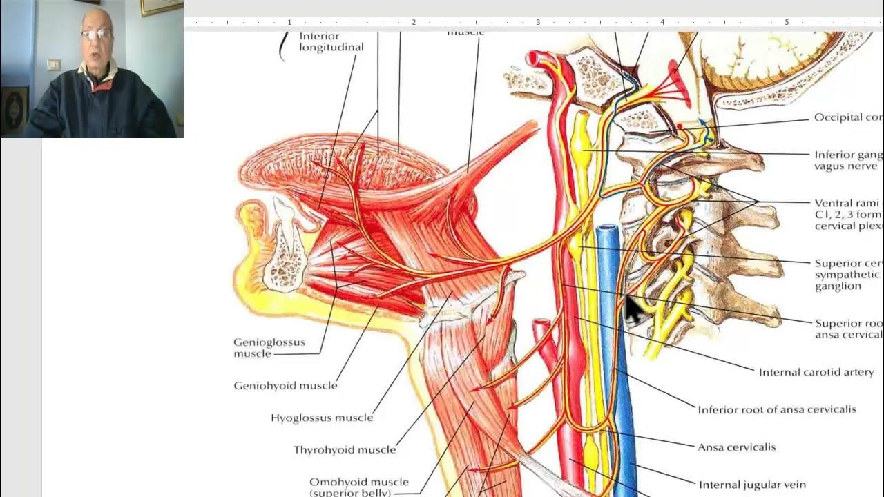 Anatomy Of Head And Neck Module In Arabic 84 Ansa Cervicalis By Dr