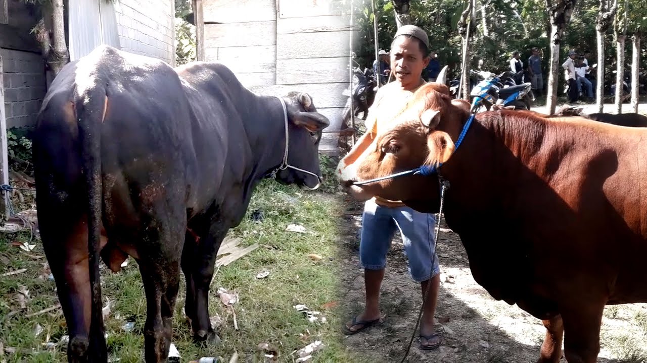Harga Sapi Jantan | Sapi Limosin dan Sapi Pegon | cattle market ...
