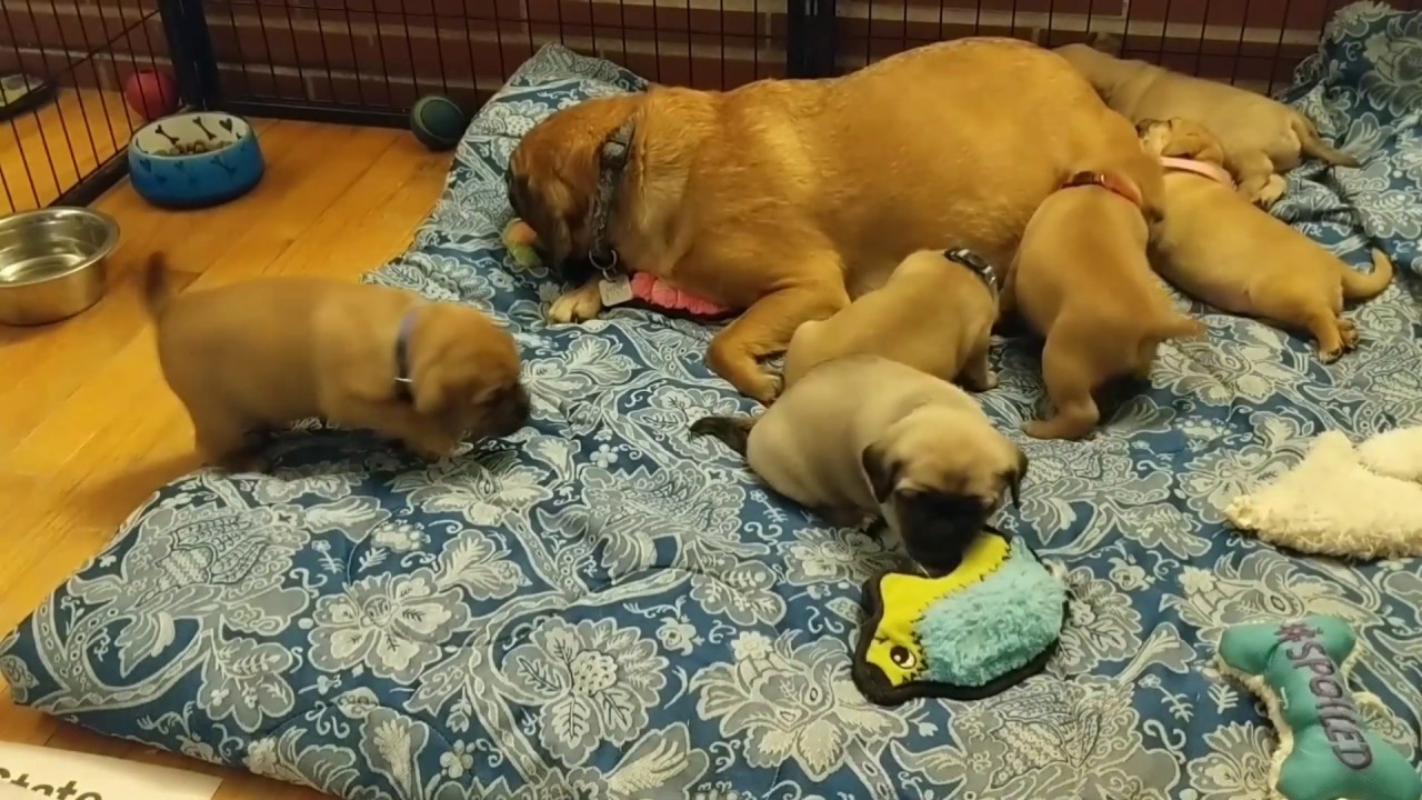4 week old Puggle puppies - YouTube