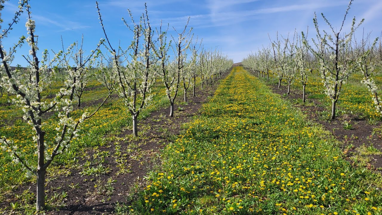 Livada de pere și prune anul 4. Sezonul 2024 se arata a fi unul excepțional. - YouTube