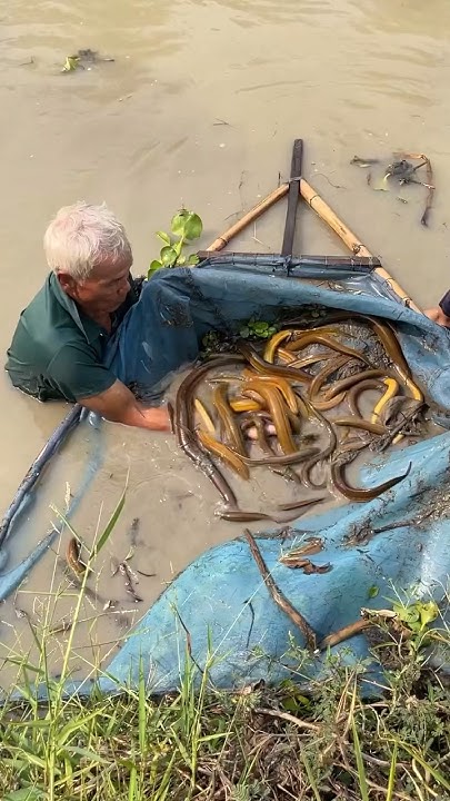 Trapping giant eel fish with primitive survival skills - YouTube