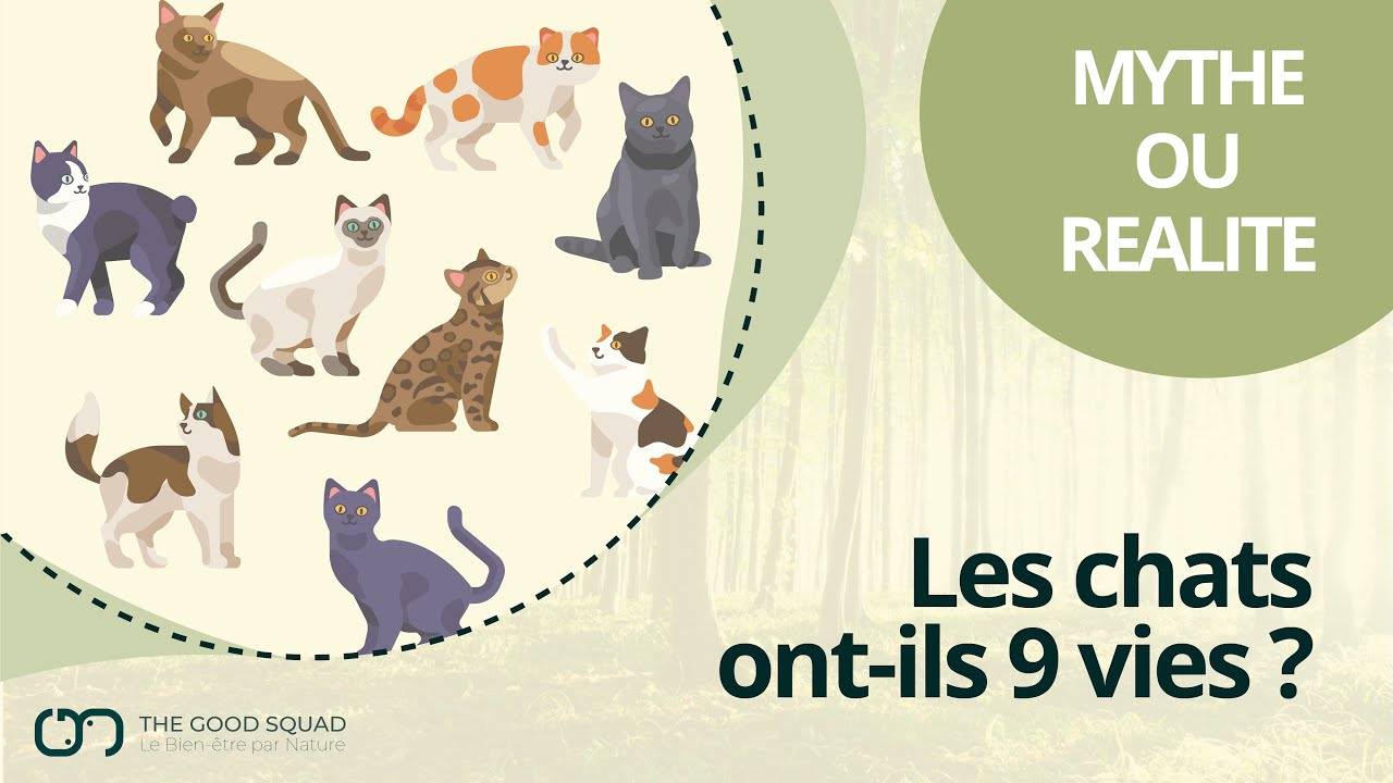 Les Chats ont ils vraiment 9 vies ? Mythe ou réalité ? #MytheOuRealite ...